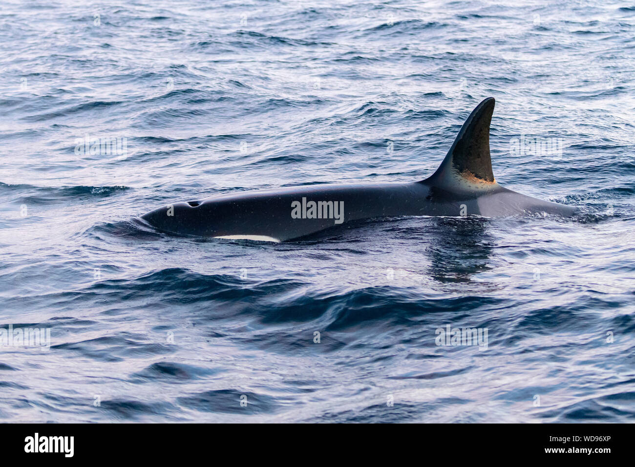 Killer whale, Orca, Orcinus Orca, Skjervoy, Norway, Atlantic Ocean ...