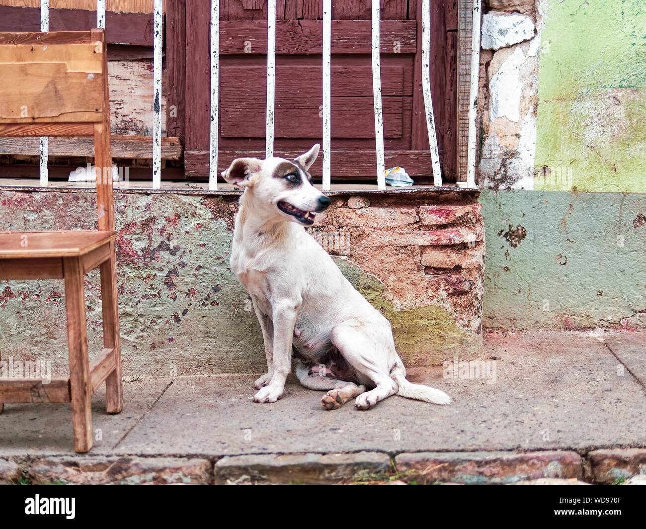 TRINIDAD, CUBA - Jun 05, 2013: A closeup shot of a cute happy white and ...