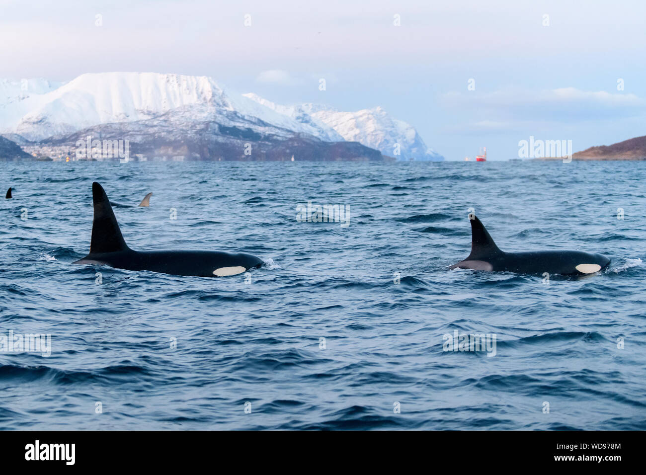 Orcas orcinus orca hi-res stock photography and images - Alamy