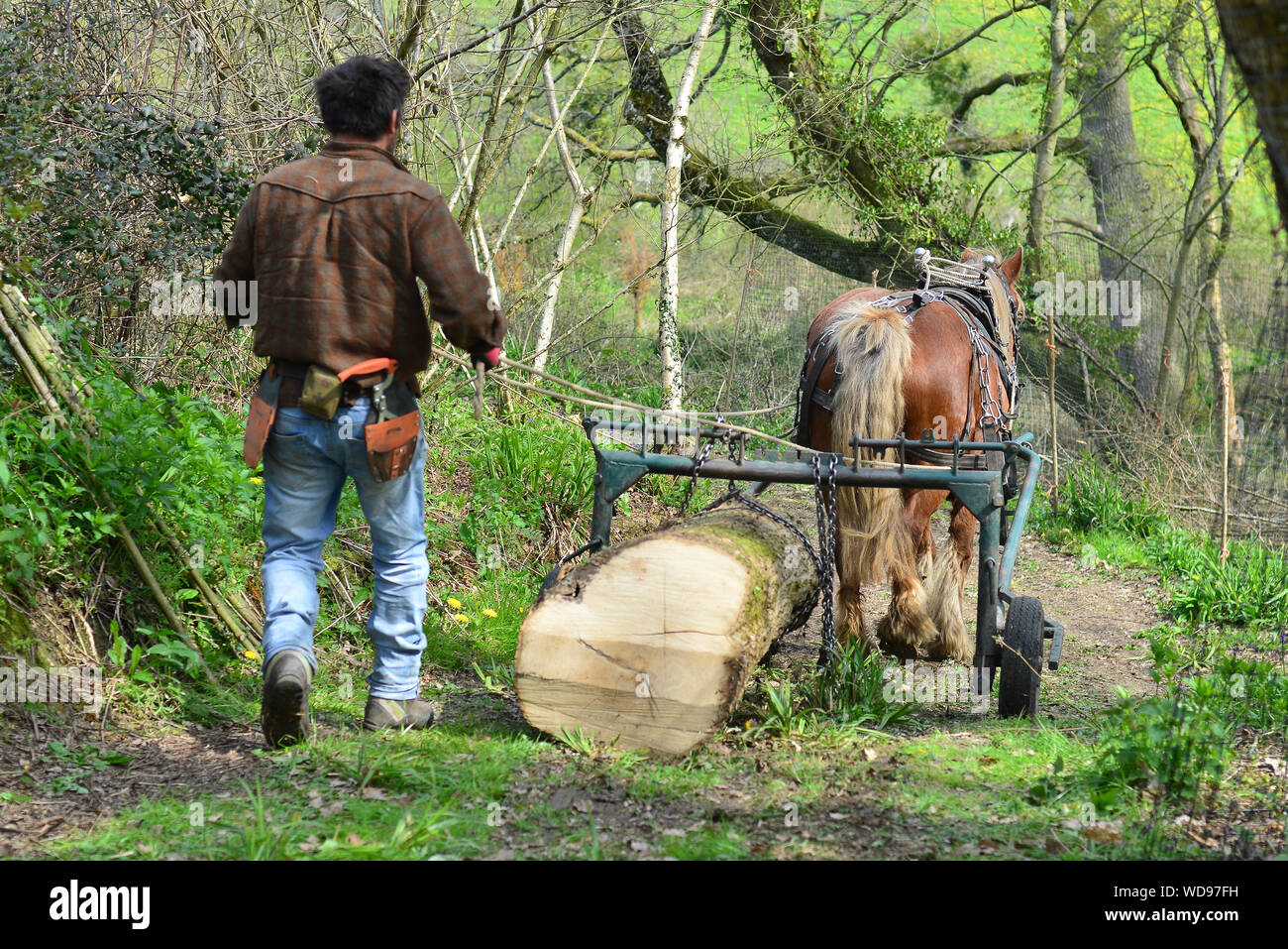 Horse hauling hi-res stock photography and images - Alamy