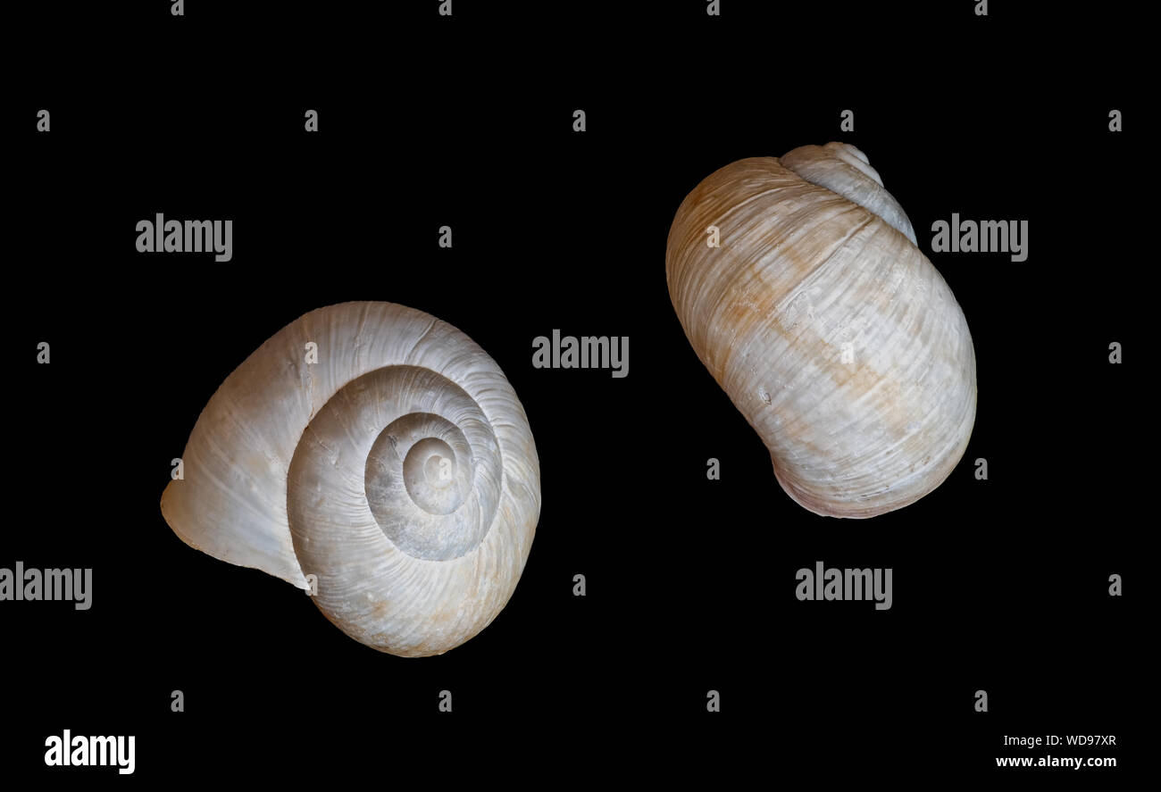Pair of white snail shells macro on a black background Stock Photo - Alamy