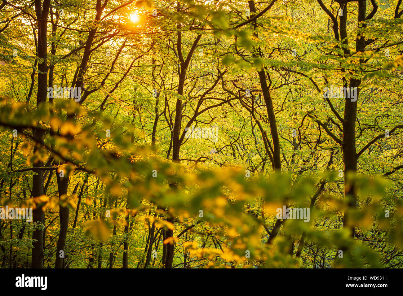 Soderasen national park hi-res stock photography and images - Alamy