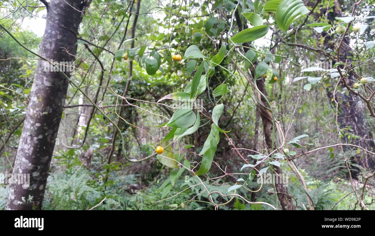 Bush Tucker - wombat berry fruit Stock Photo - Alamy