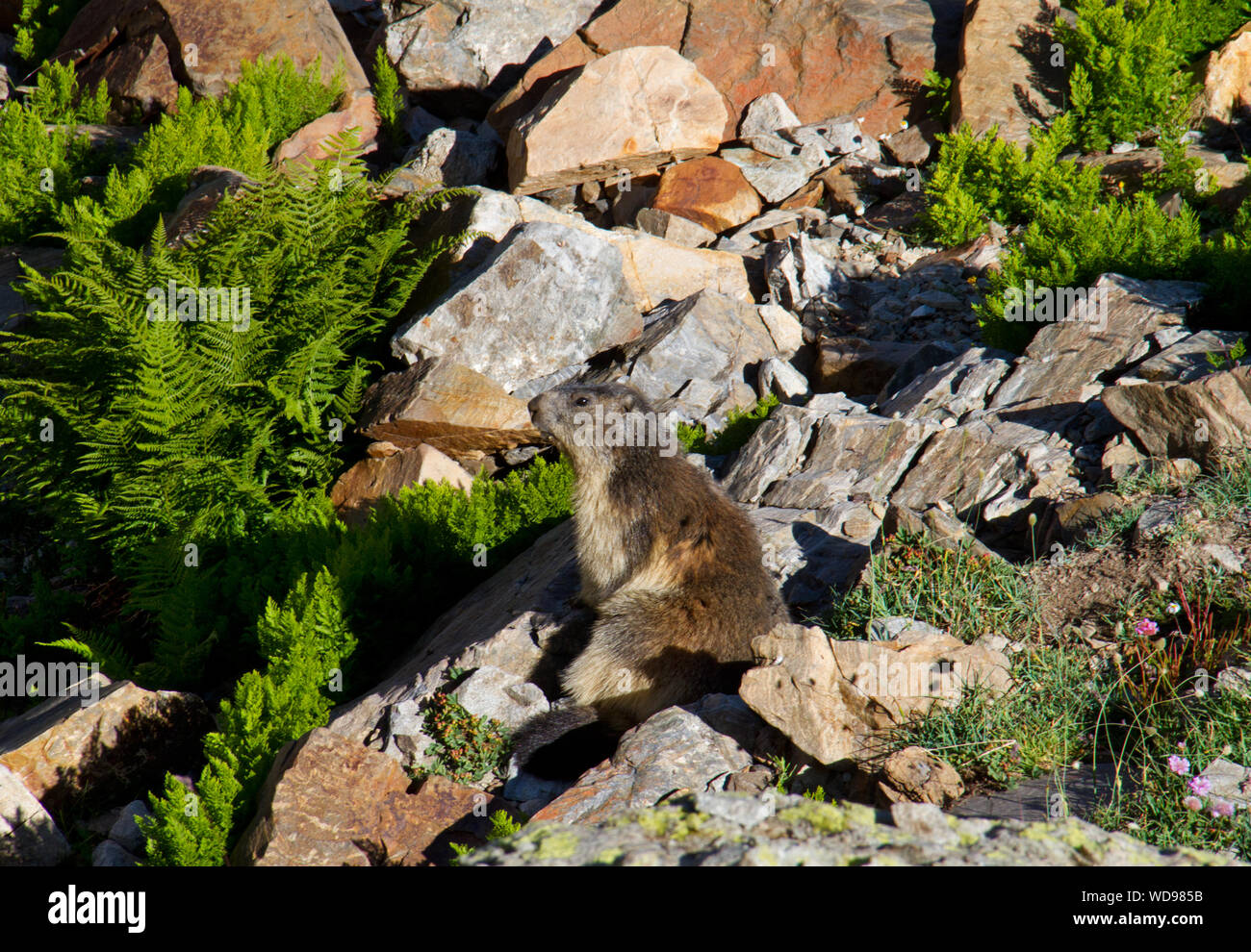 Alpine marmot in hi-res stock photography and images - Alamy