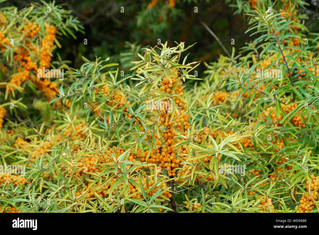 Hippophae on branch with green sheet in garden at year term of time ...