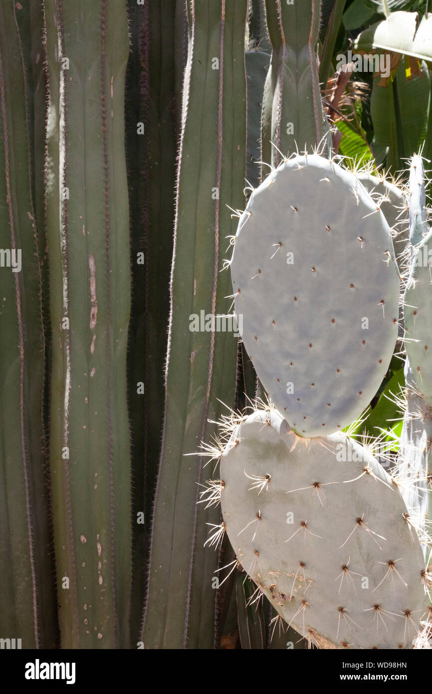 Morocco prickly pear cactus hi-res stock photography and images - Alamy