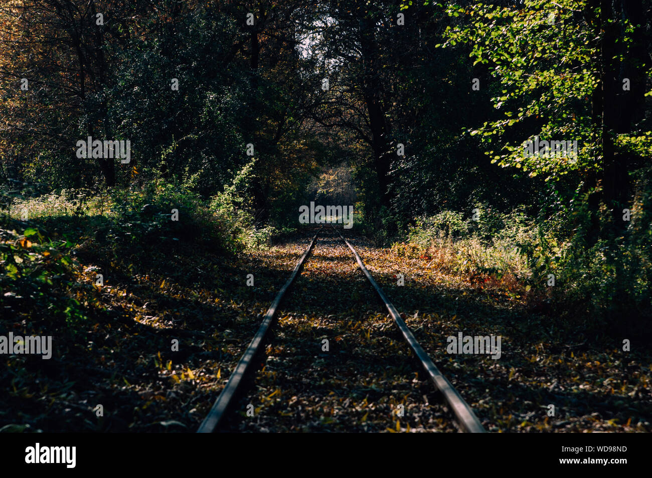 Tracks in the forest hi-res stock photography and images - Alamy