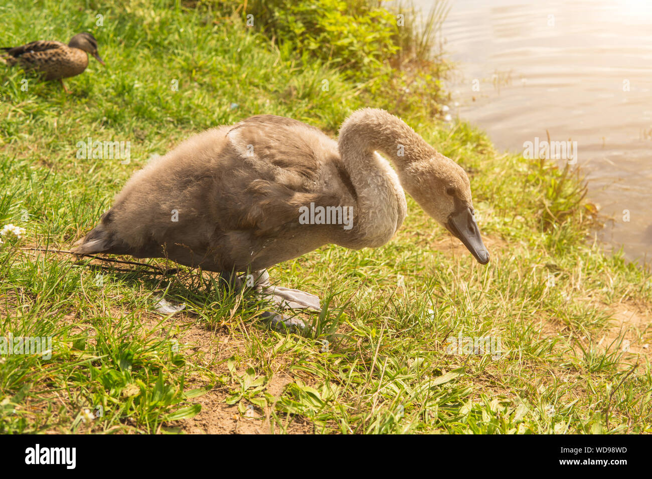 Little swan hi-res stock photography and images - Alamy