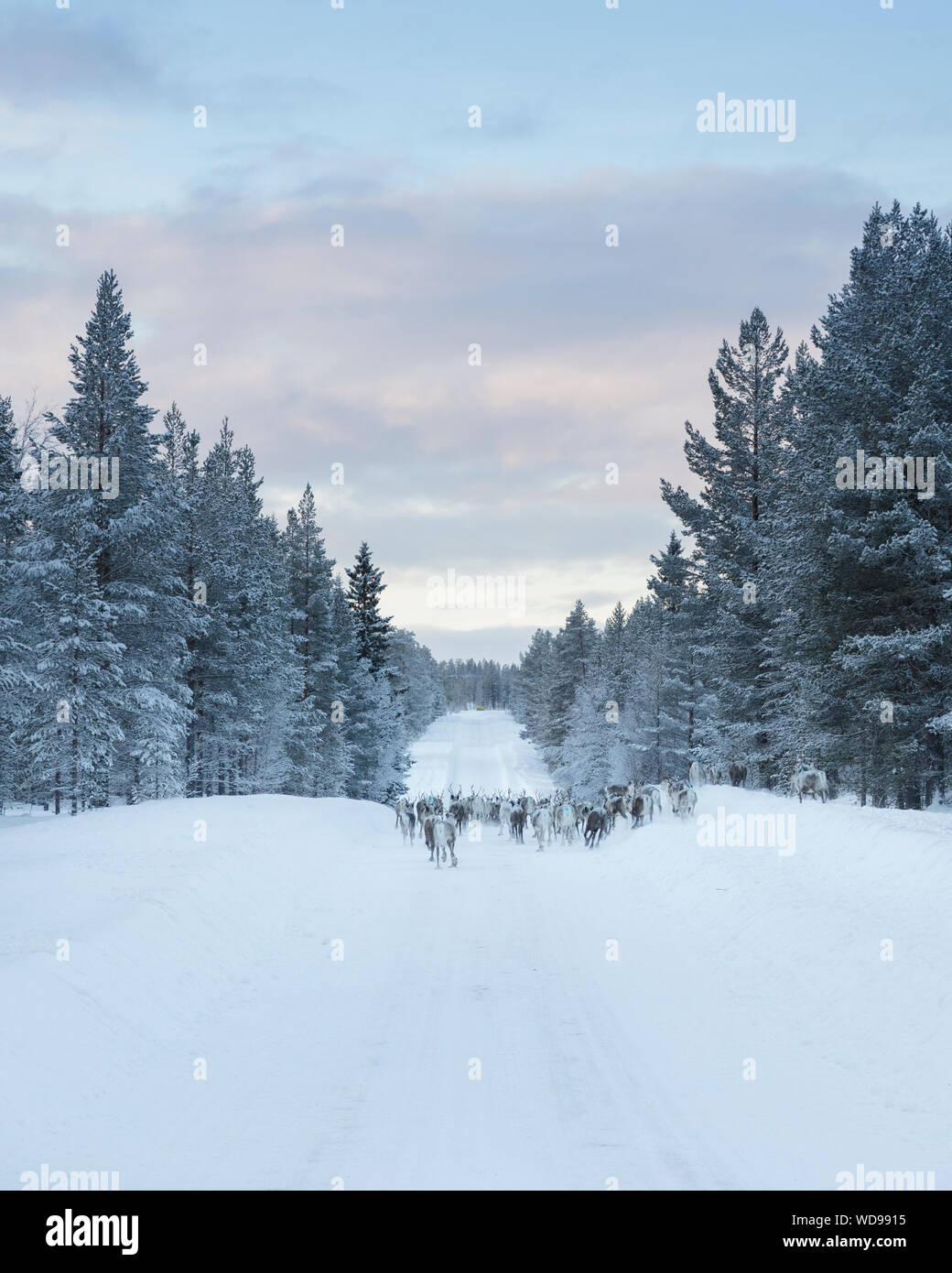 Reindeer on snow hi-res stock photography and images - Alamy