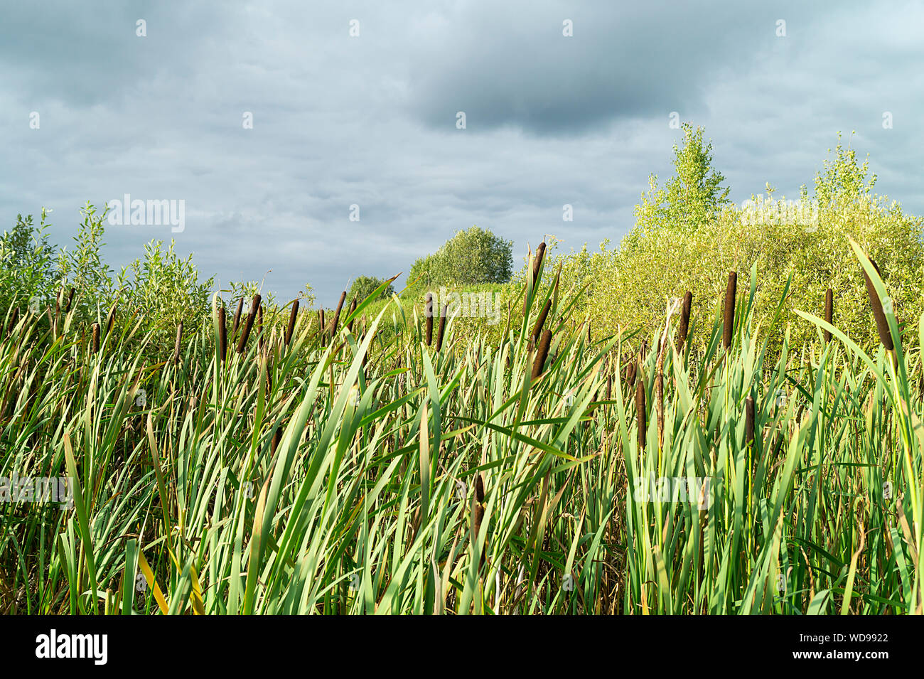 Autumn landscape with marsh plant bulrush at solar day Stock Photo - Alamy