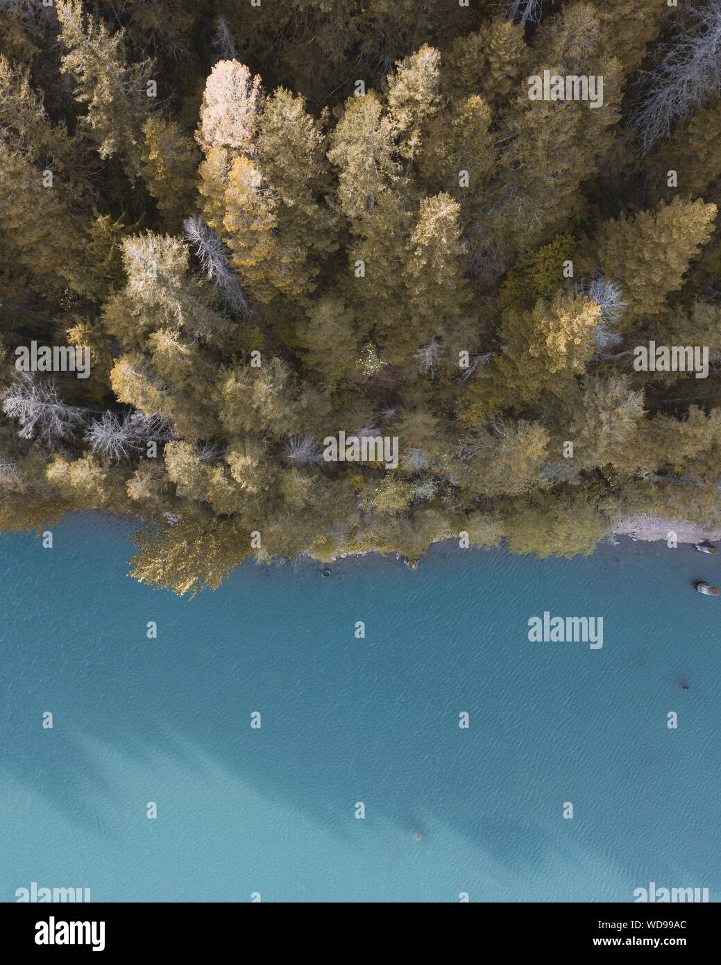 Aerial upward shot tall trees hi-res stock photography and images - Alamy