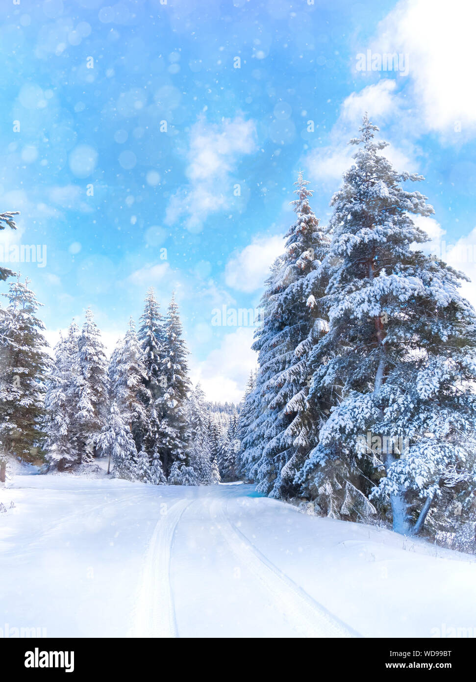 Winter landscape with snowy forest and road. Snow world. Rhodope ...