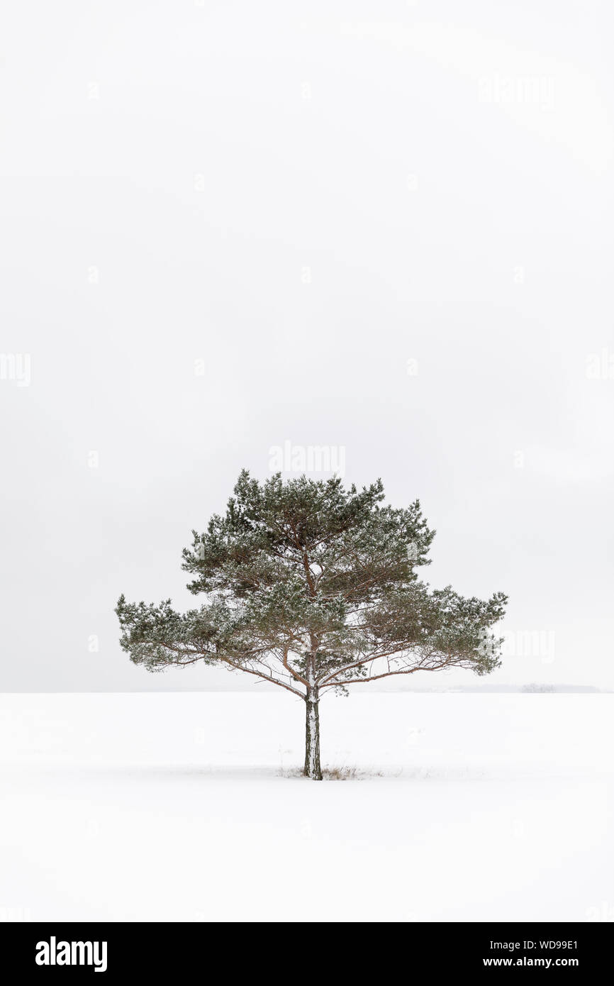Snow field tree hi-res stock photography and images - Alamy