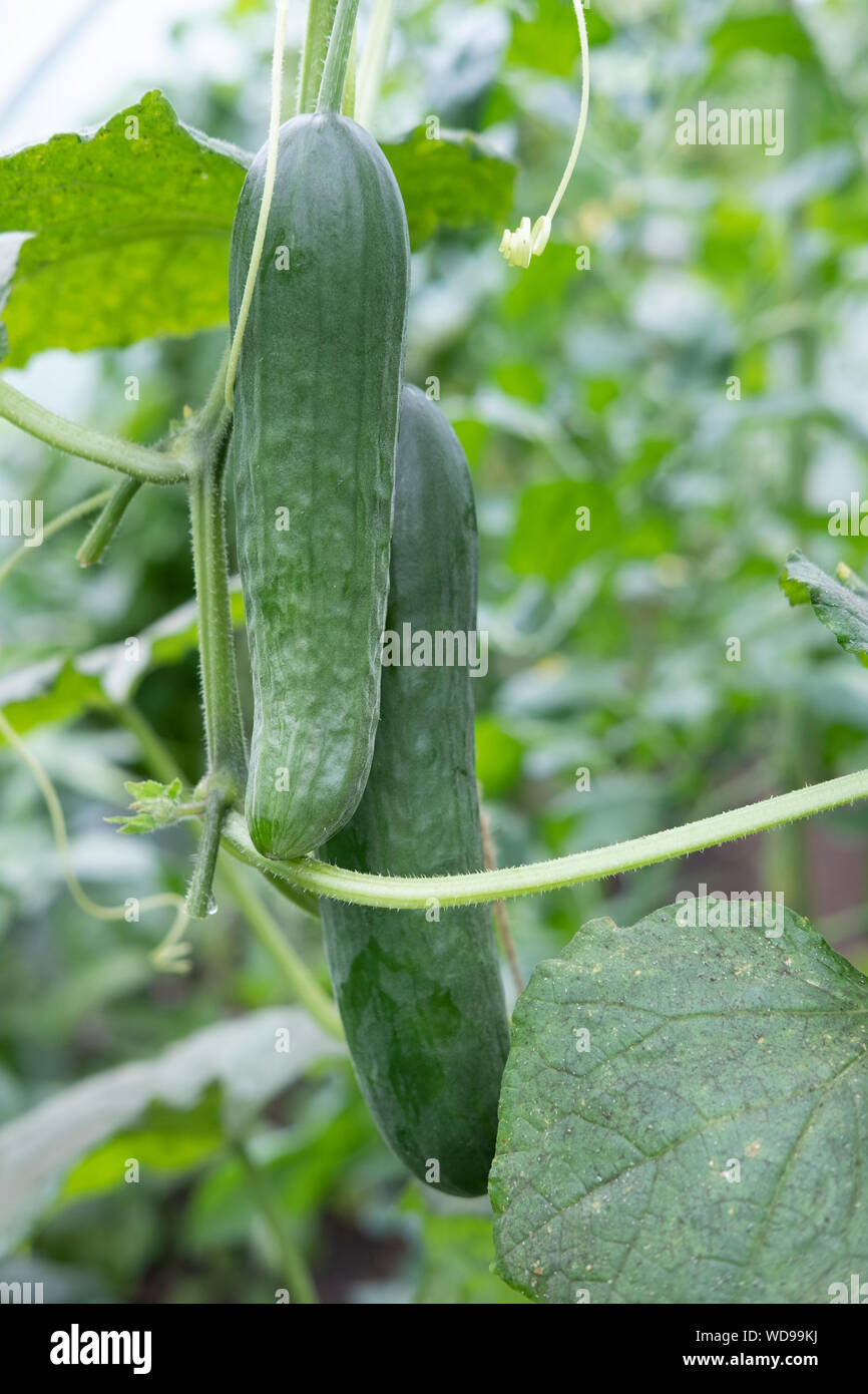 Cucumis garden uk hi-res stock photography and images - Alamy