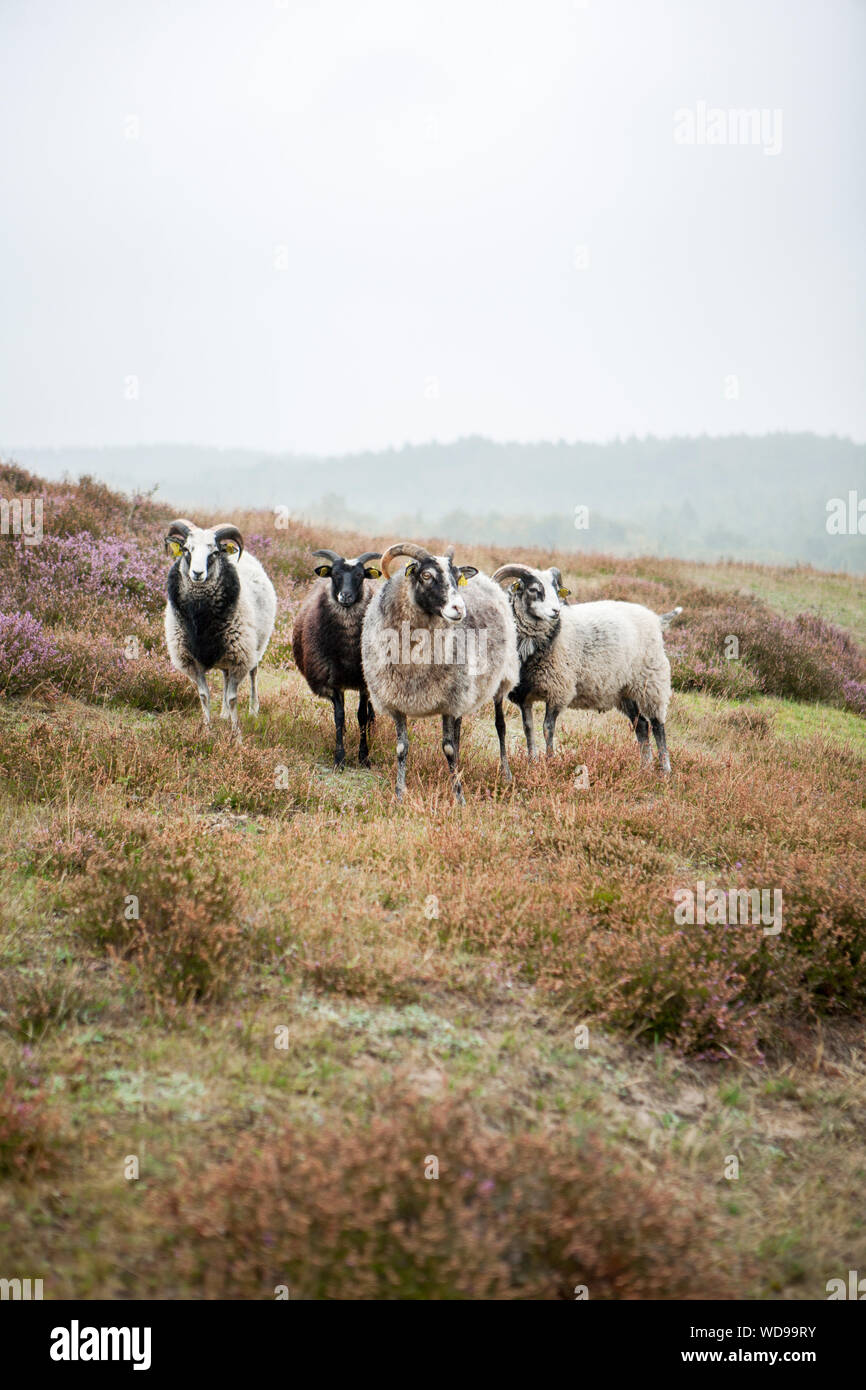 Sheep in pasture Stock Photo - Alamy