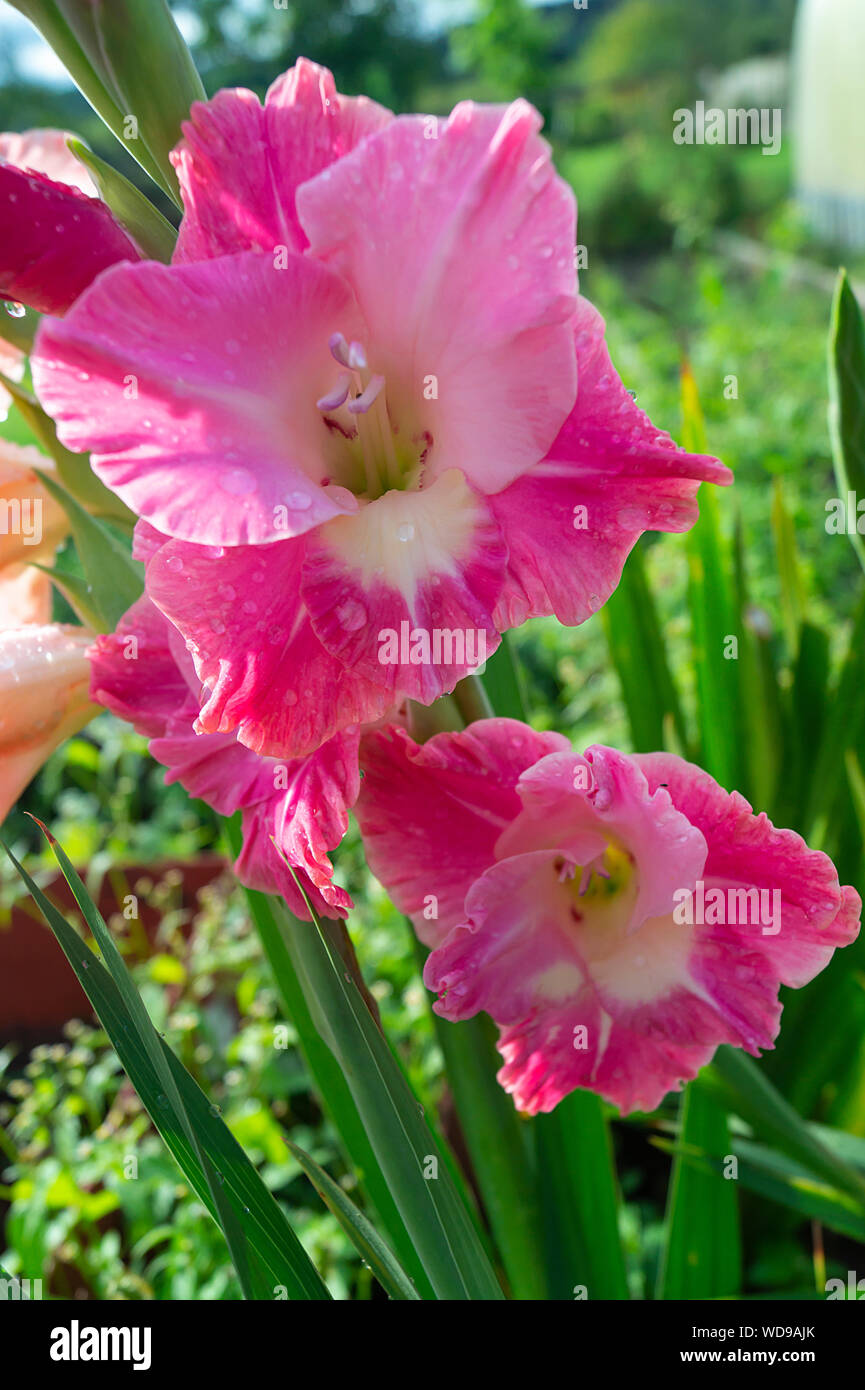 Beautiful flower of the Gladiolus grows in year garden on green ...