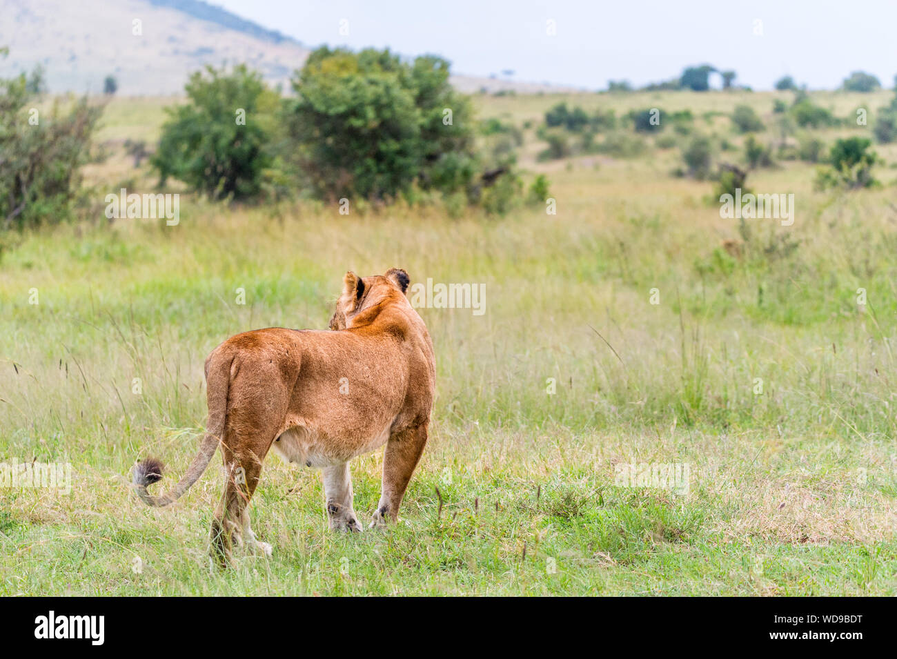 Rear view lion hi-res stock photography and images - Alamy