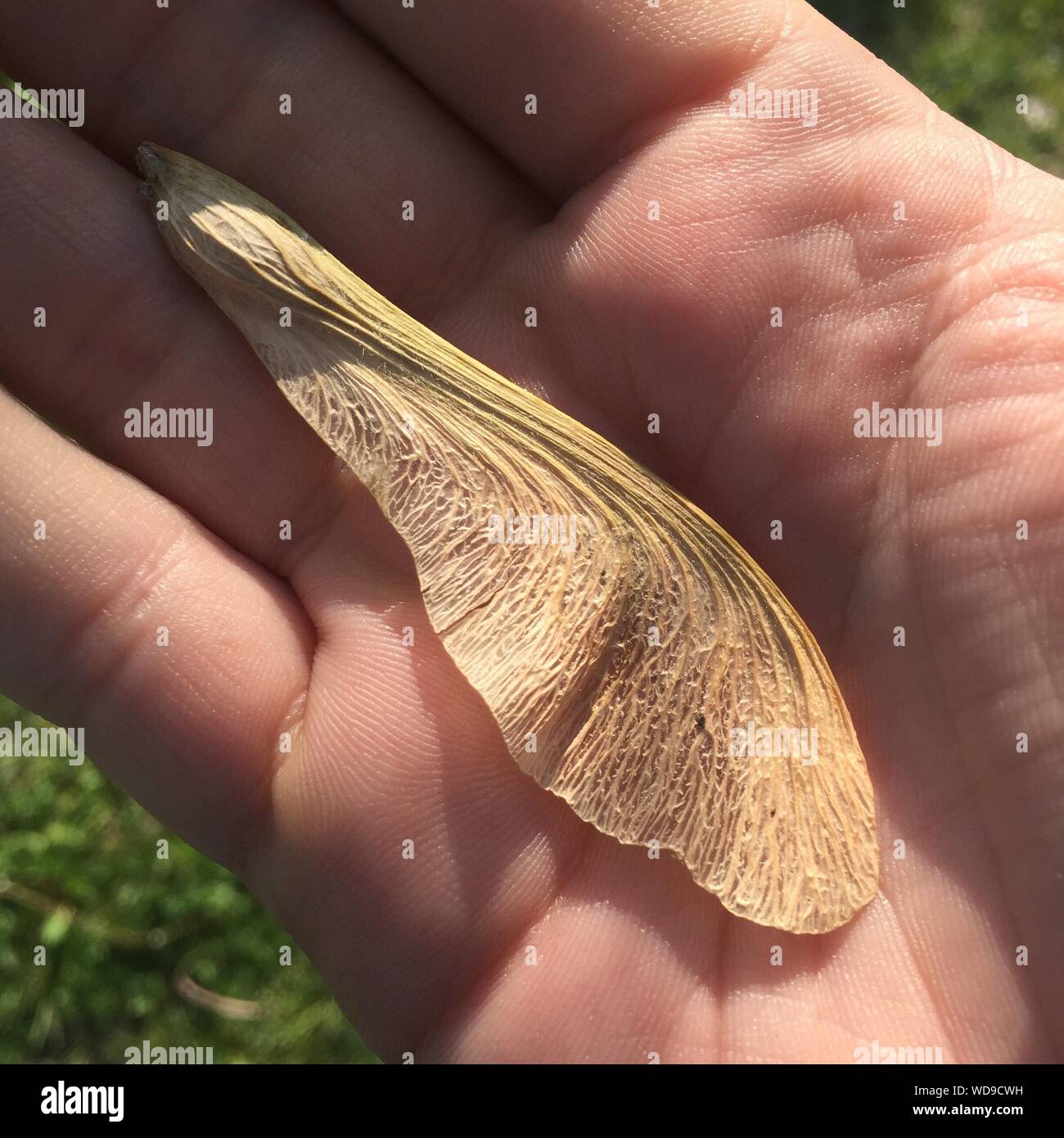 Sycamore seed pod hi-res stock photography and images - Alamy
