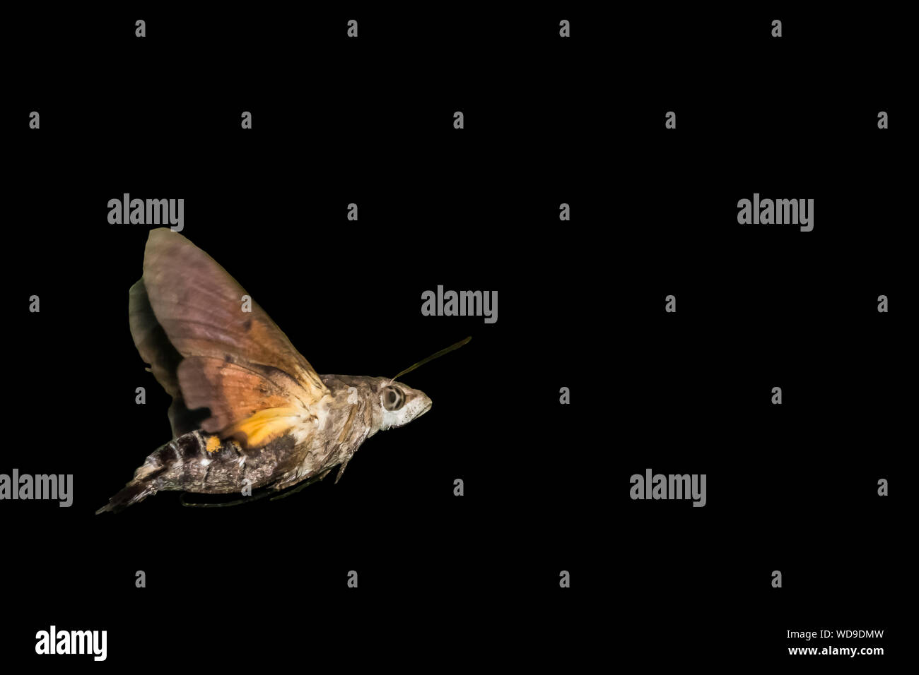 Moth Flying High Resolution Stock Photography and Images - Alamy