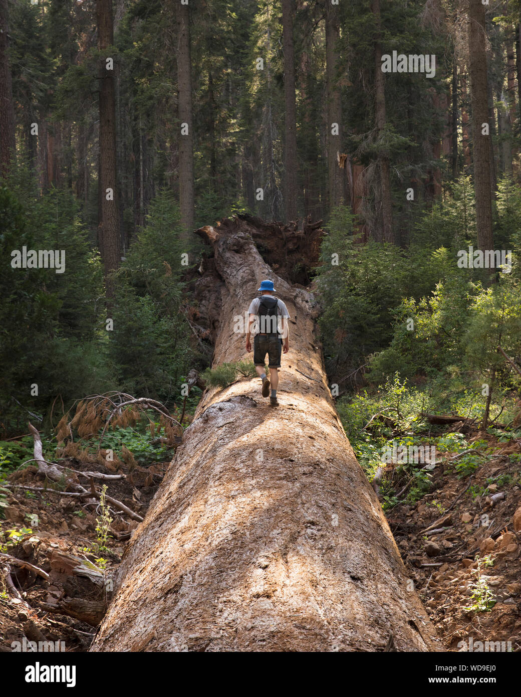 Fallen redwood tree hi-res stock photography and images - Alamy