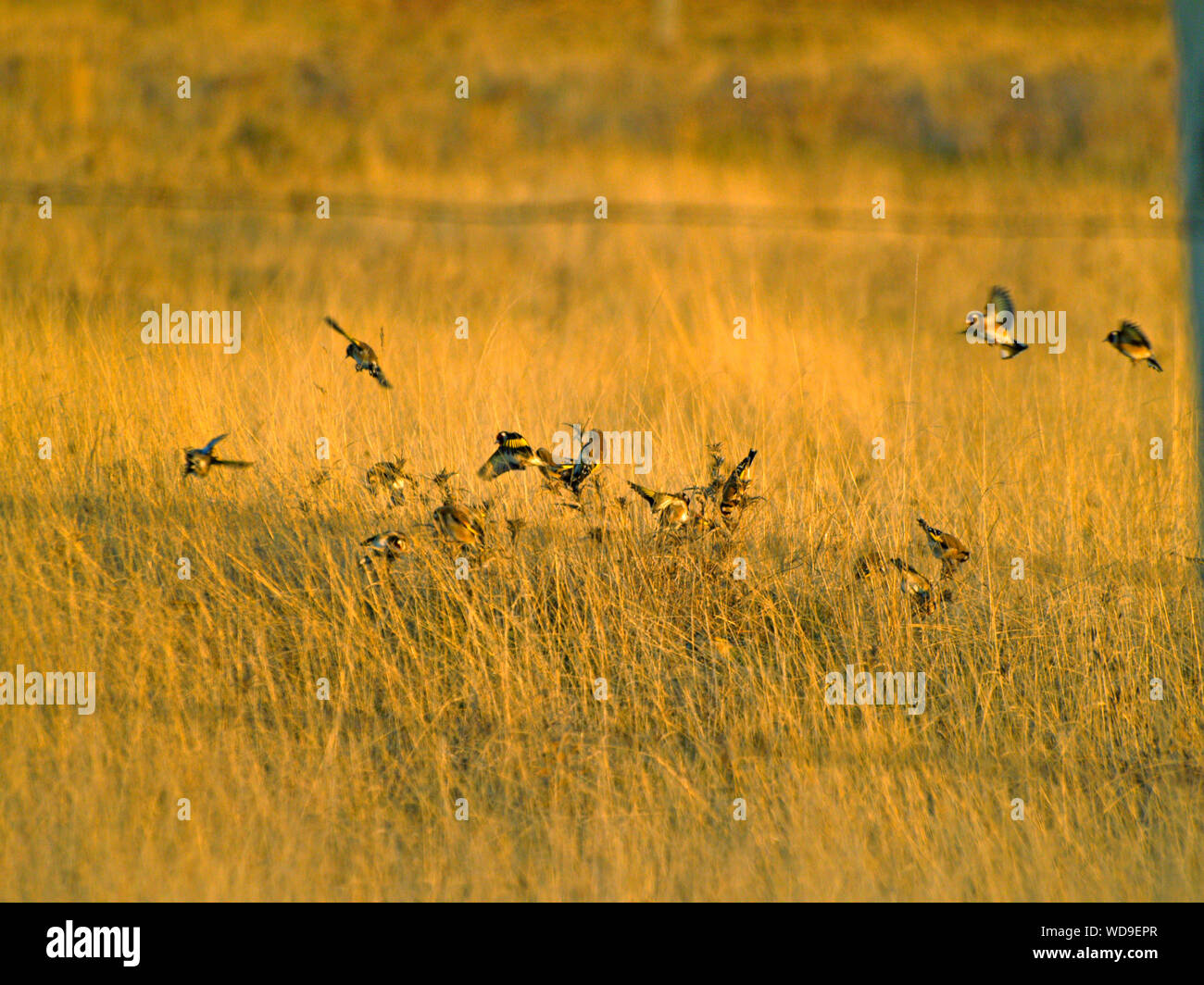 Flying birds grass field hi-res stock photography and images - Alamy