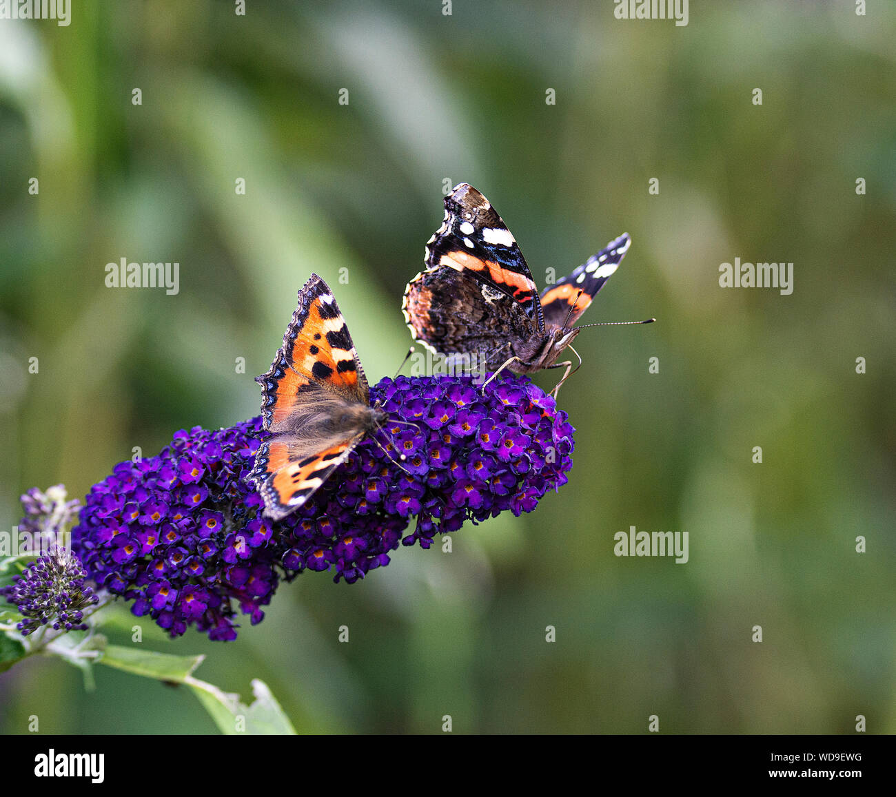 Loganiaceae buddlejaceae hi-res stock photography and images - Alamy