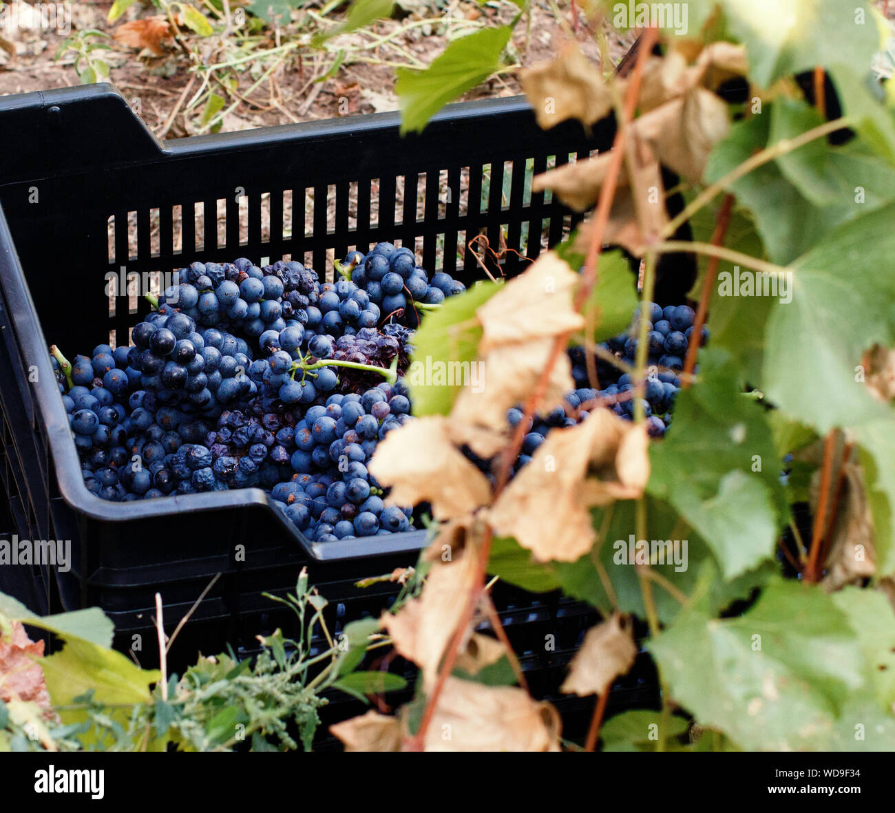 Grapes in plastic crate during grape harvest in South Italy, Puglia ...