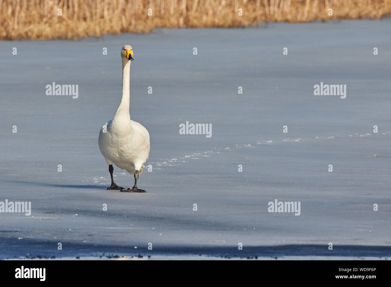 Swan Footprint High Resolution Stock Photography and Images - Alamy
