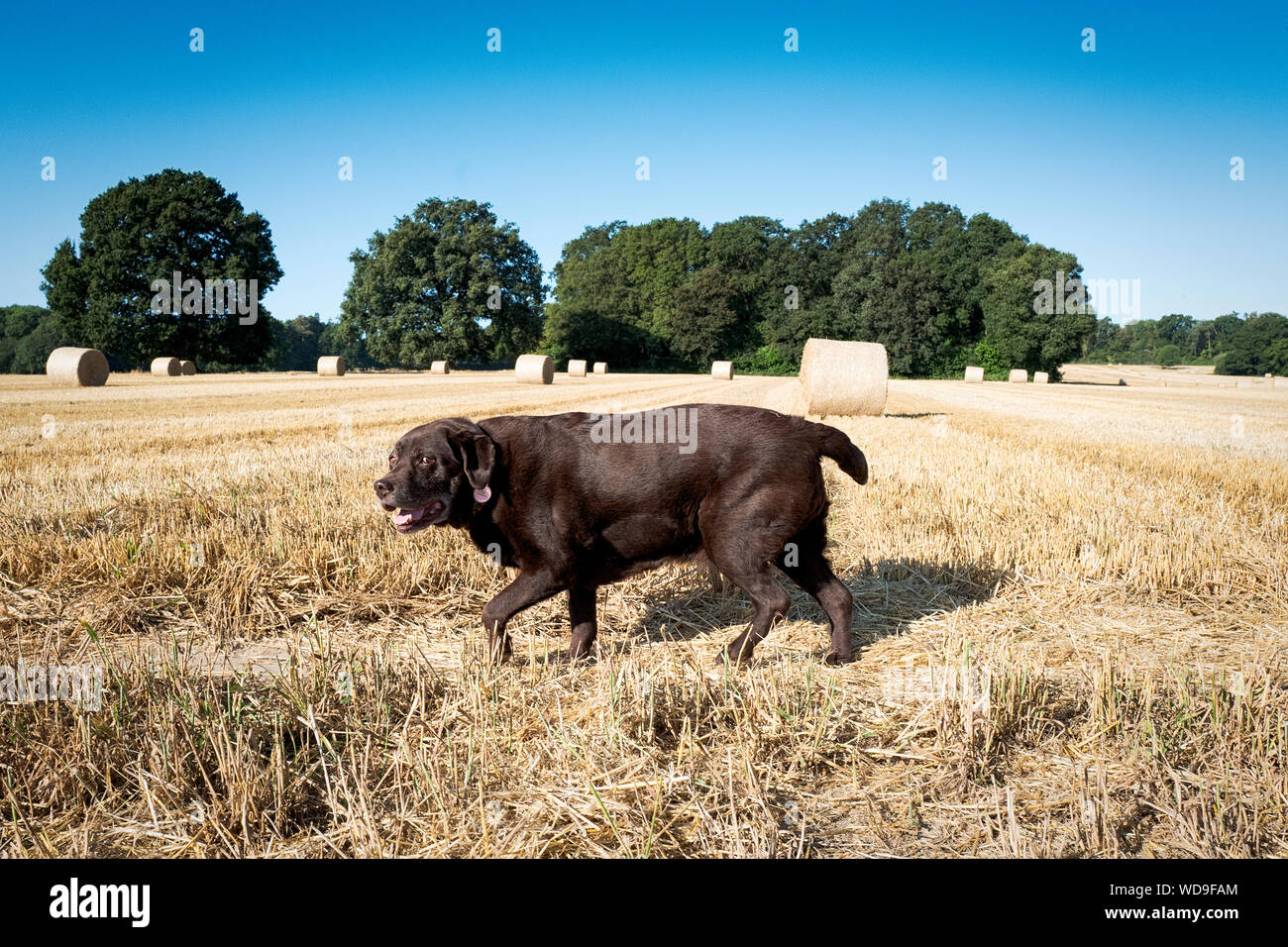Dog in a farm field hi-res stock photography and images - Alamy