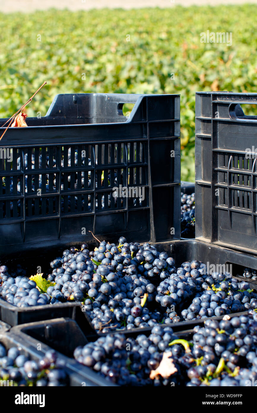 Grapes in plastic crates during grape harvest in South Italy, Puglia ...