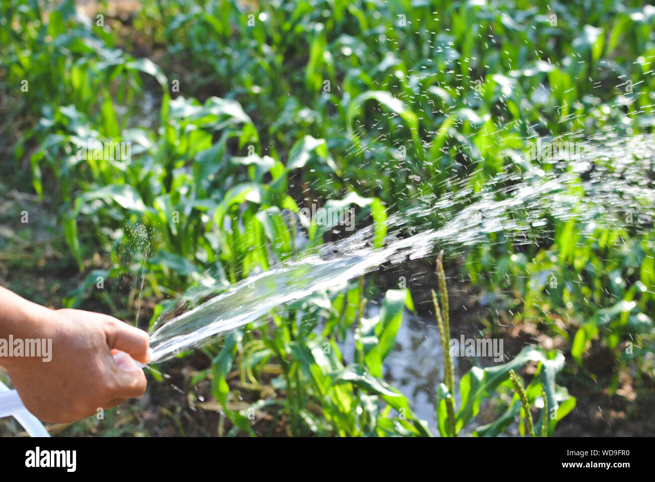 Hand holding garden hose hi-res stock photography and images - Alamy