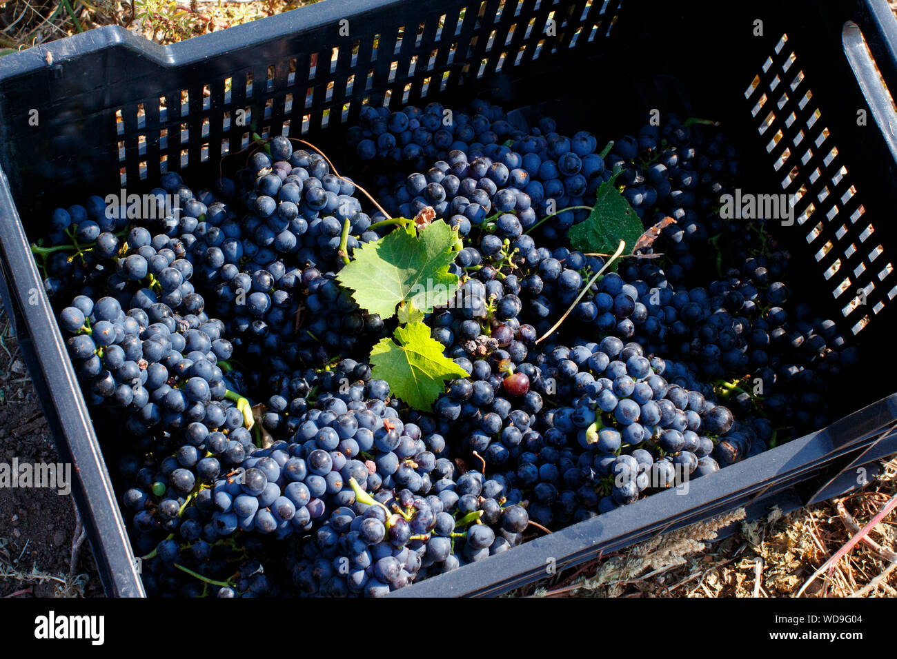 Grapes in plastic crate during grape harvest in South Italy, Puglia ...