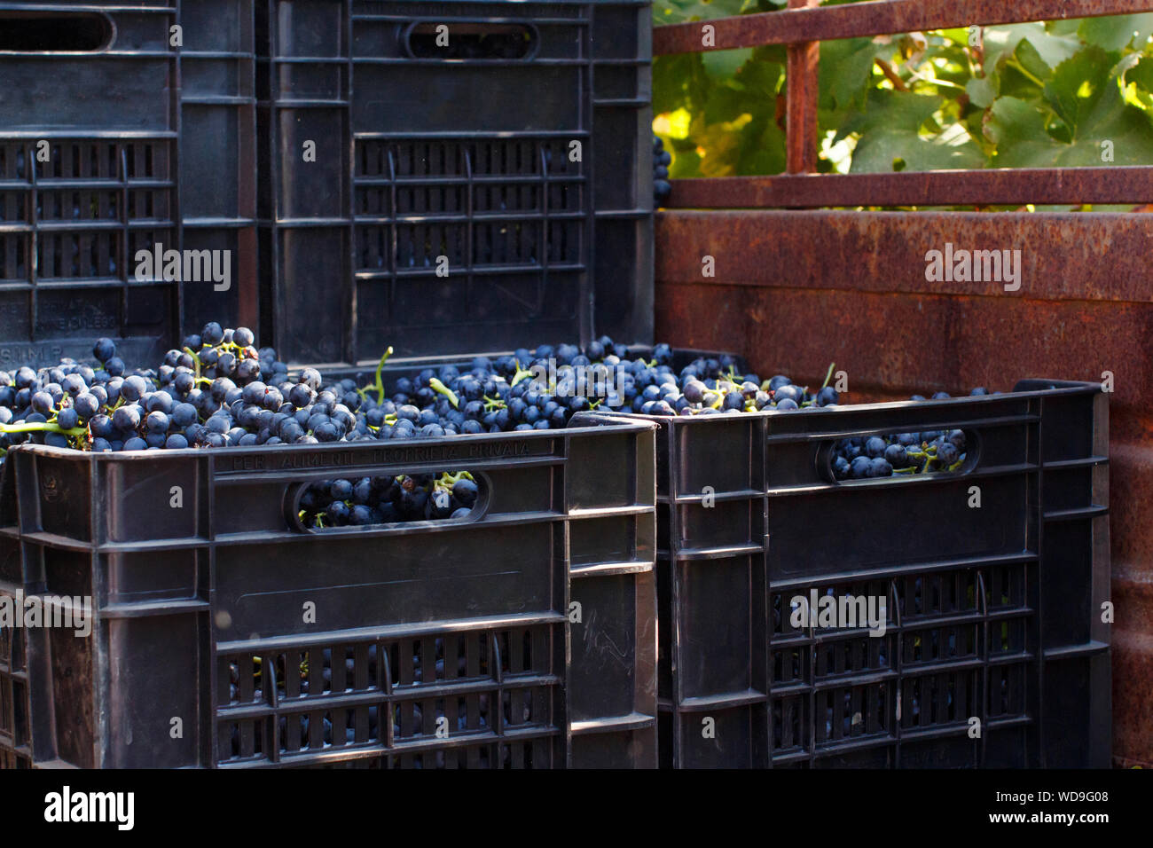 Grapes in plastic crates during grape harvest in South Italy, Puglia ...