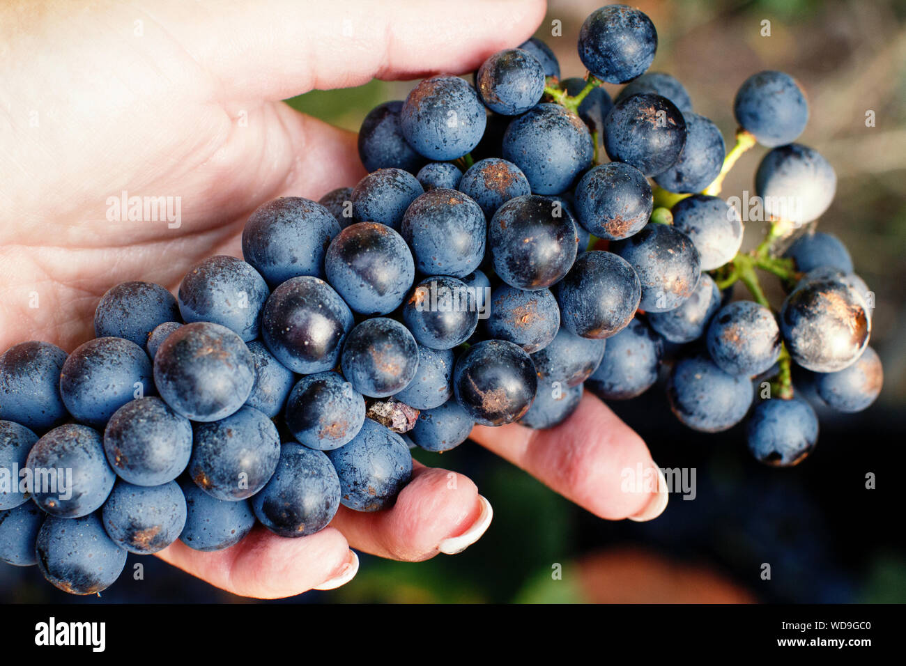 Hand holding fresh bunch of grapes during the grape harvest in a vineyard Stock Photo - Alamy