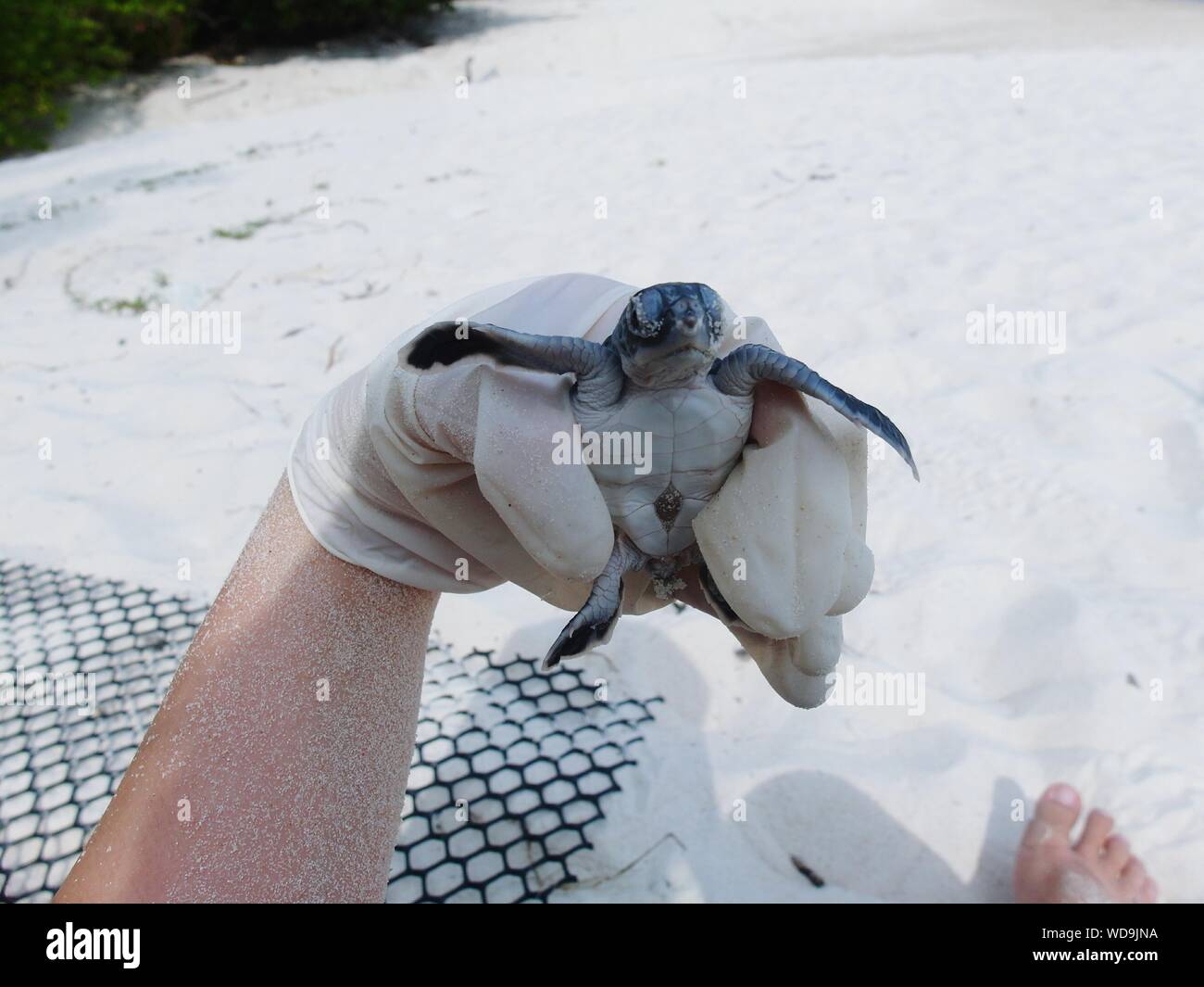 Person holding turtle hi-res stock photography and images - Alamy