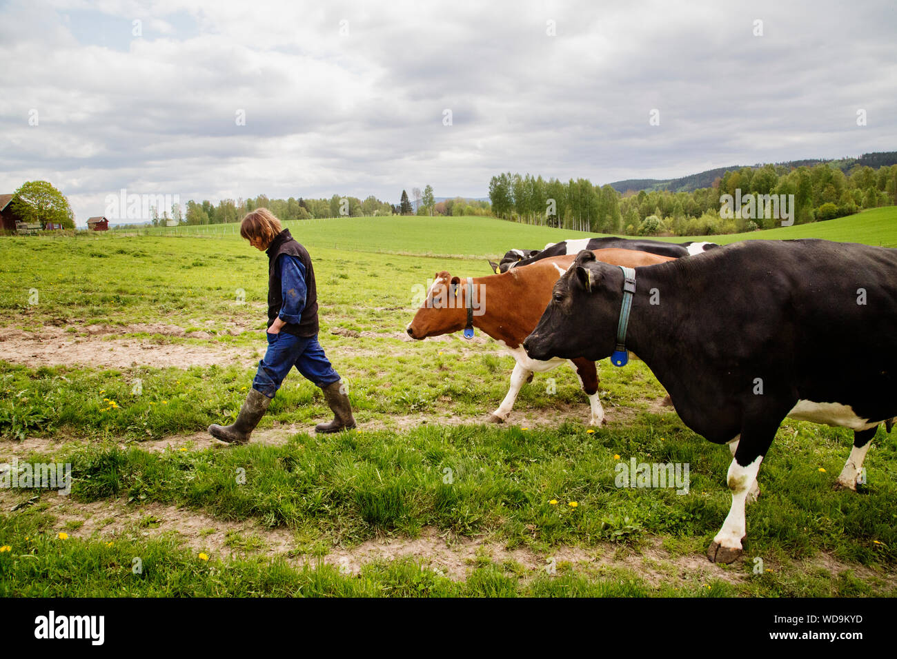 Domestic cow side view walking hi-res stock photography and images - Alamy