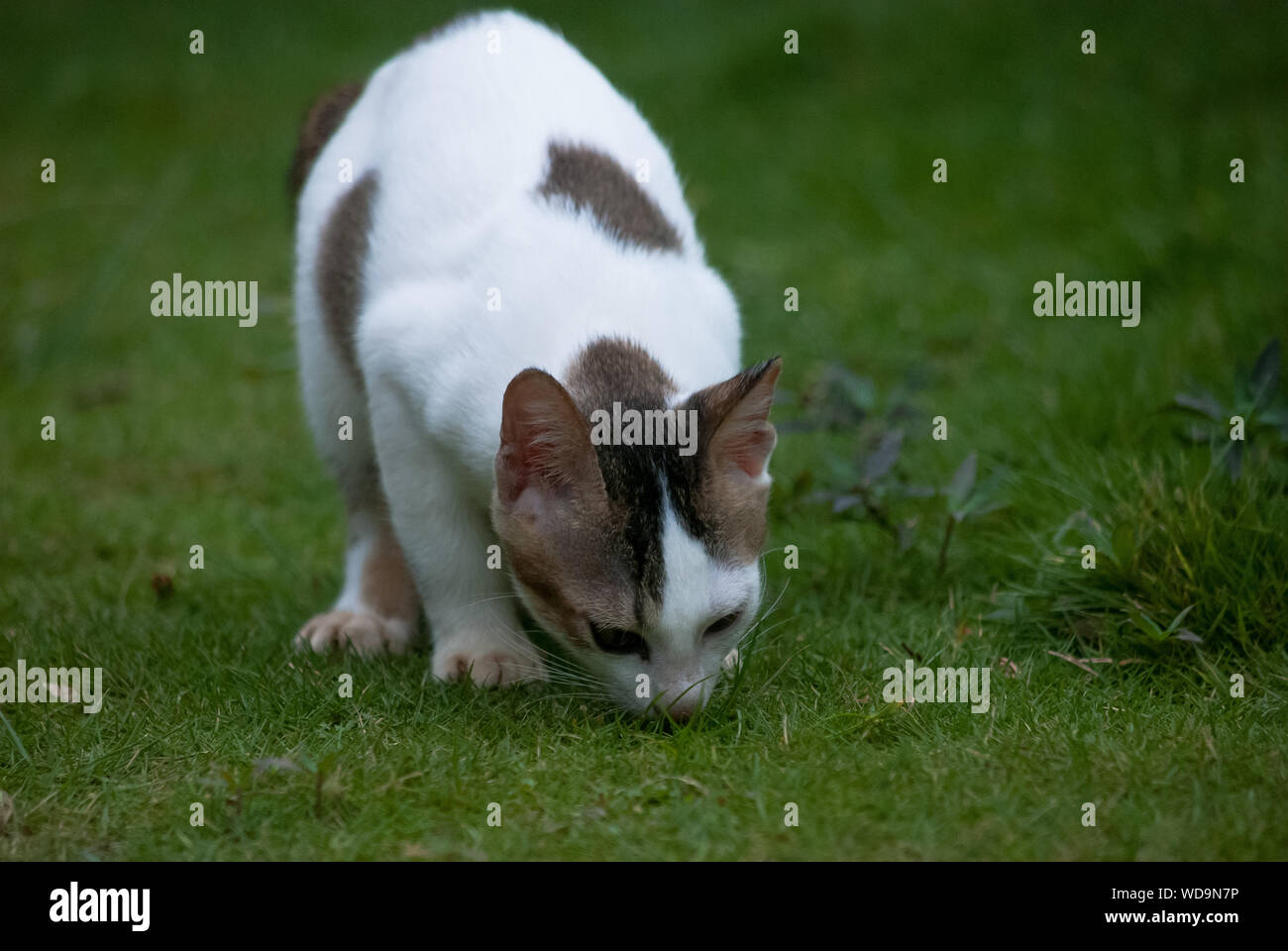Smelling cat hi-res stock photography and images - Alamy