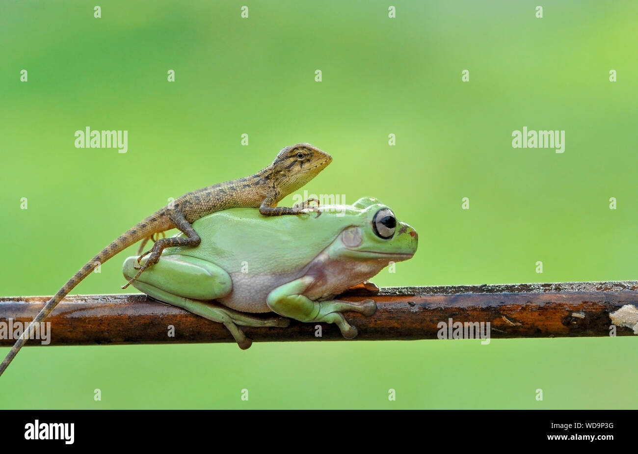 Frog Lizard High Resolution Stock Photography and Images - Alamy
