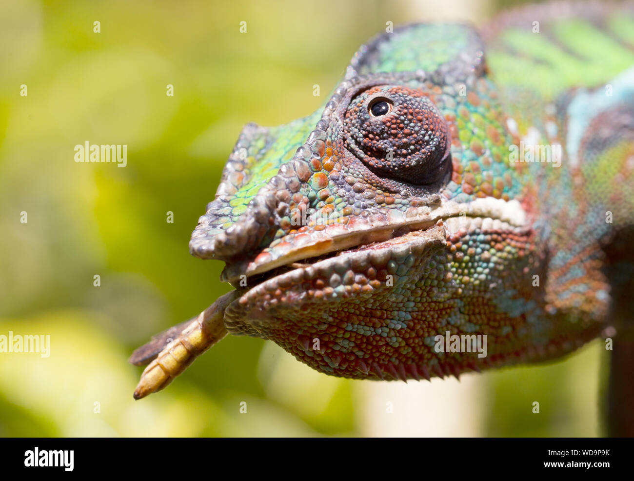 Panther chameleon hunting hi-res stock photography and images - Alamy