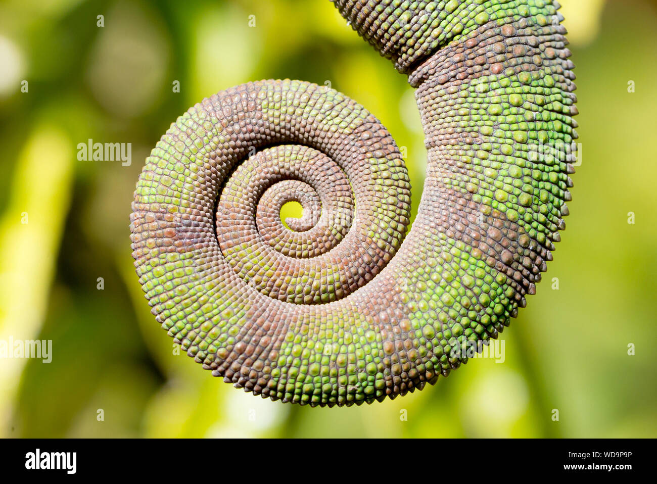 Rolled up tail of a panther chameleon (Furcifer pardalis), Madagascar ...