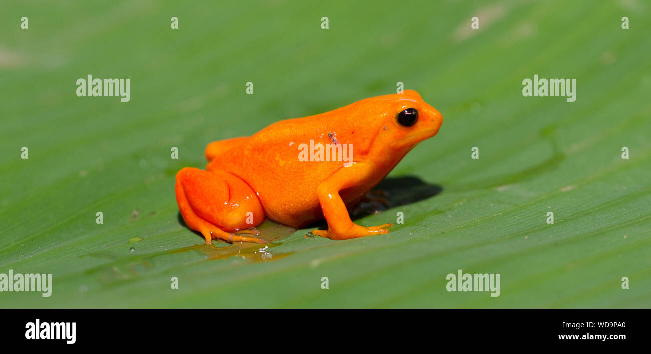 Tomato frog in Madagascar - The tomato frog is endemic to Madagascar ...