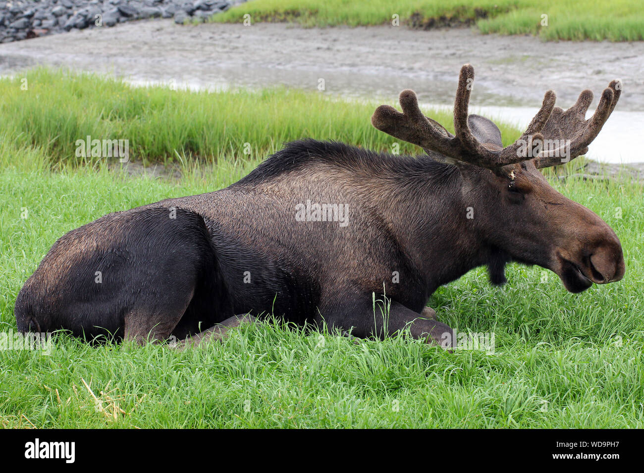 Moose lying down hi-res stock photography and images - Alamy