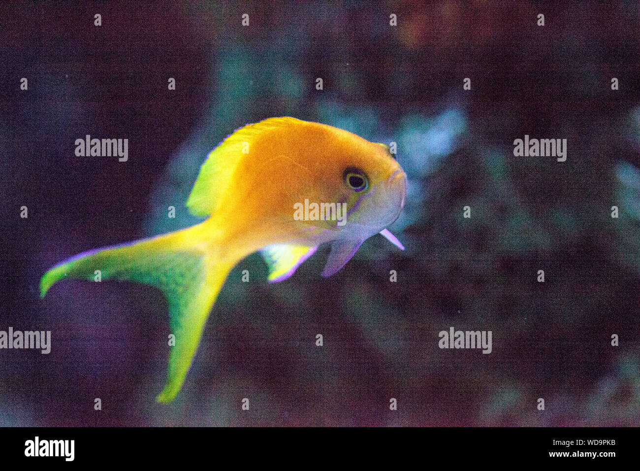 Yellow jellyfish hi-res stock photography and images - Alamy
