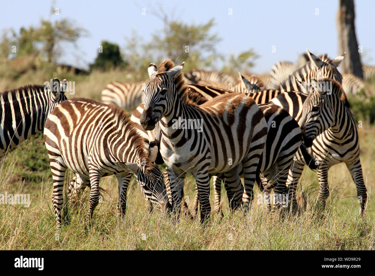 Group of zebras hi-res stock photography and images - Alamy