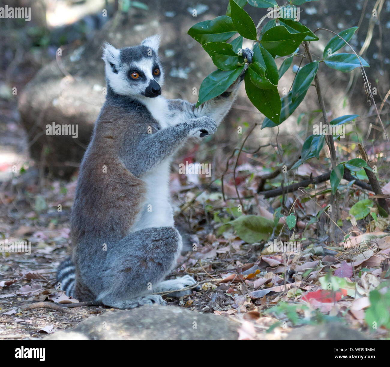 Famous Madagascar Maki lemur, Ring tailed lemur, eating. Reserve d'Anja ...