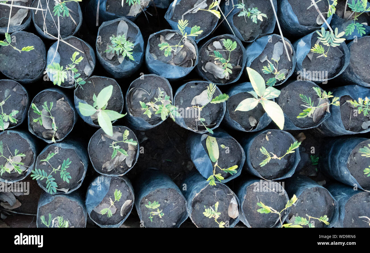 Small tree plantation in Madagascar - Let the jungle grow again Stock ...