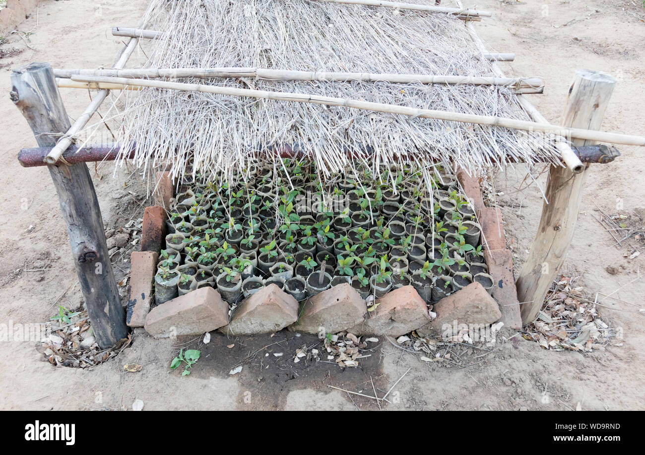 Small tree plantation in Madagascar - Let the jungle grow again Stock ...