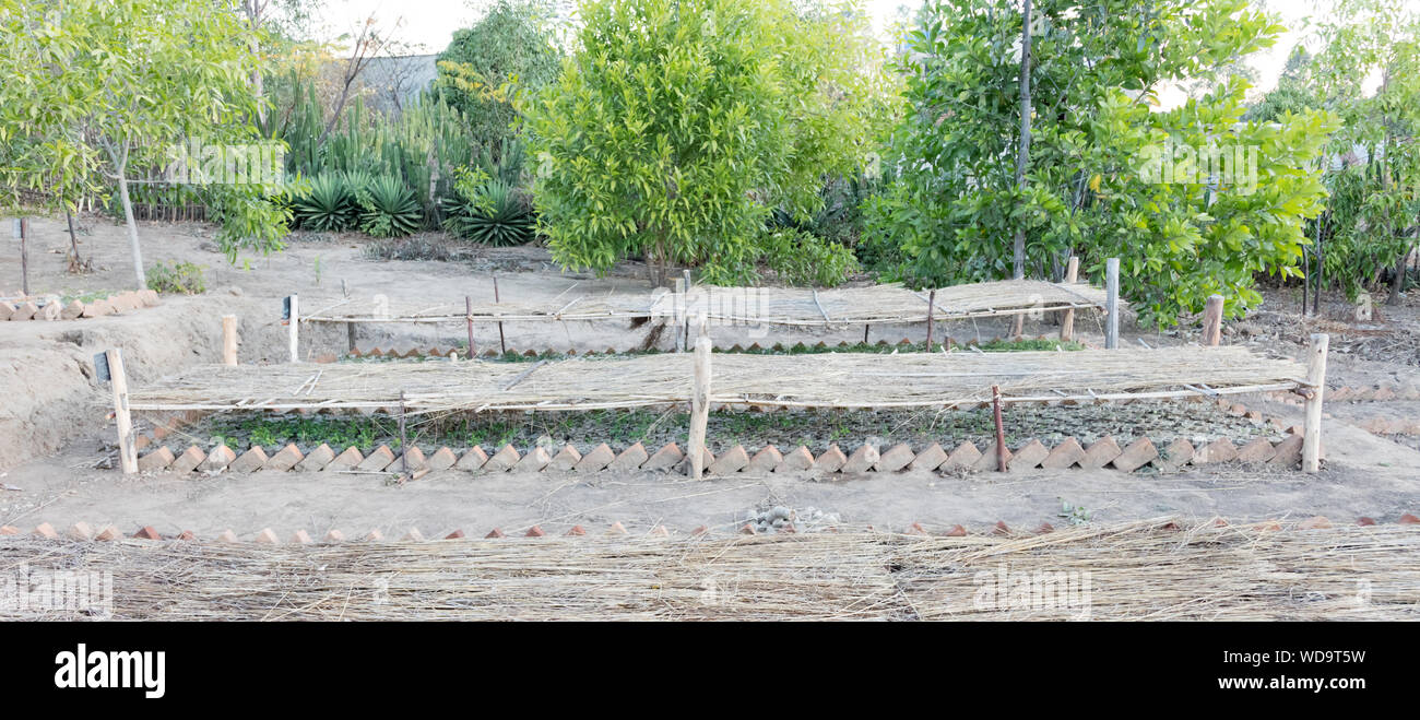 Small tree plantation in Madagascar - Let the jungle grow again Stock ...