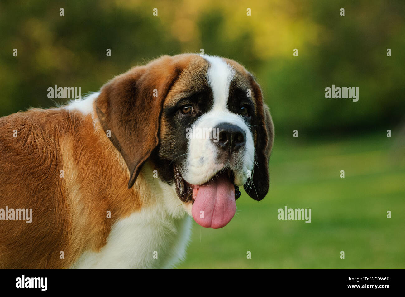 The saint bernard hi-res stock photography and images - Alamy