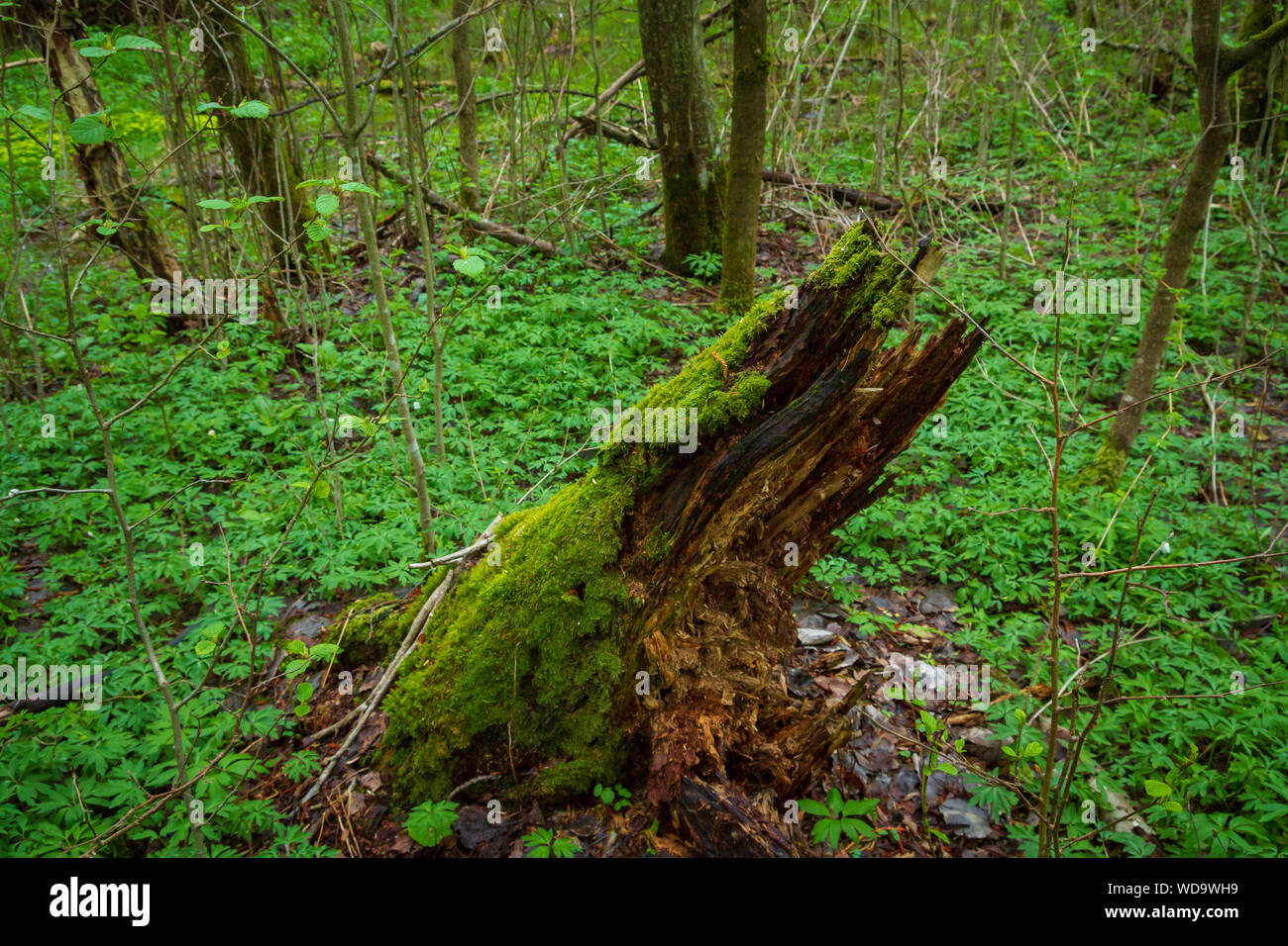 The basal remnant of a fallen tree in the forest in summer Stock Photo ...